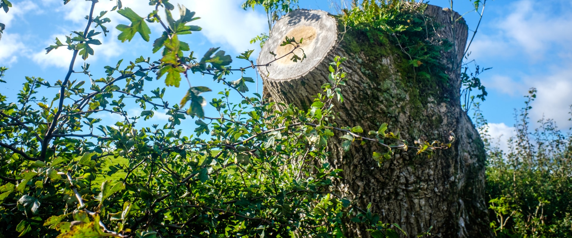 Why Should You Consider Professional Ash Tree Borer Services For Your ...